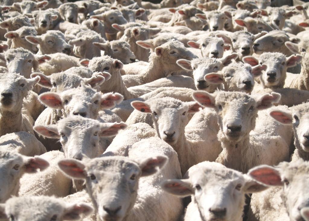 Sheep Pox And Goat Pox Epizone